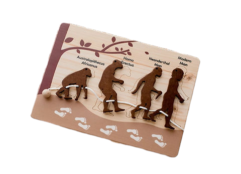 Human Evolution Puzzle & Lacing Set | STEM & History Learning for Kids ...